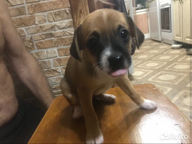 Продам щенков