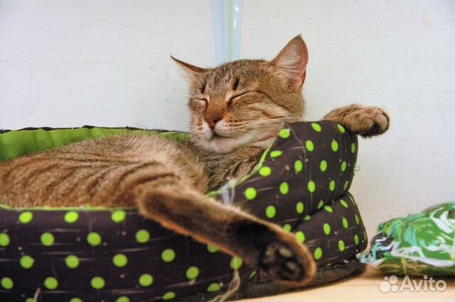 Ласковая Шарлота ищет дом