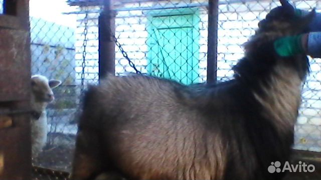 Продаётся козёл(комолый), (племянной)