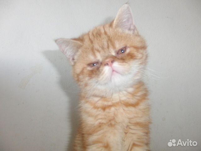 Очень душевный котик ждет доброго владельца