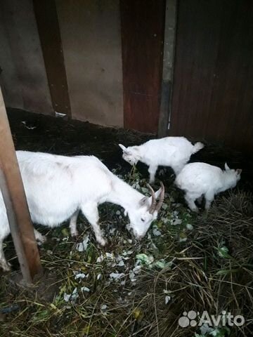 Коза и козочки