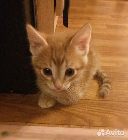 Котёнок, 6 недель