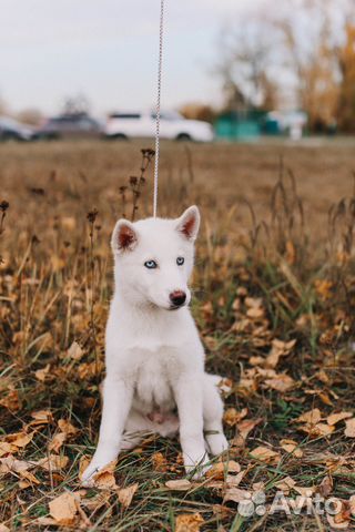 Щенки Хаски