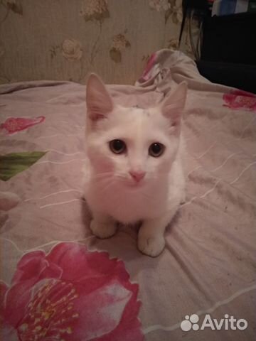 Отдам 2 месячного котика в добрые руки