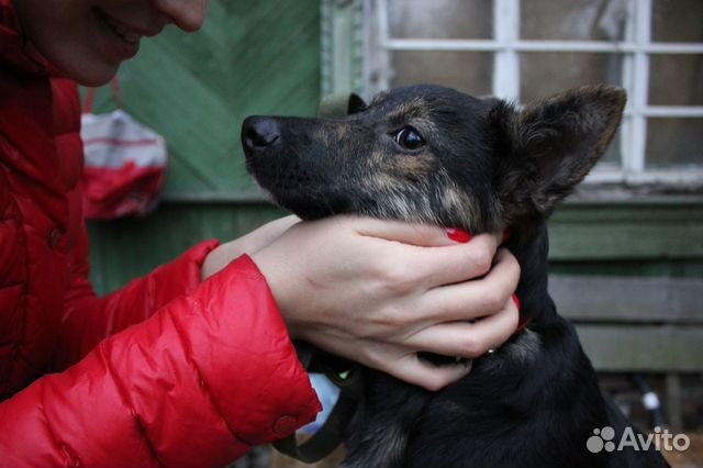 Идеальный щенок - вырастет меньше среднего размера