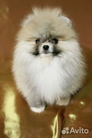 Шпиц малюсенький мальчик