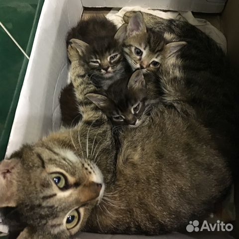 Котенки-девчонки в хорошие руки