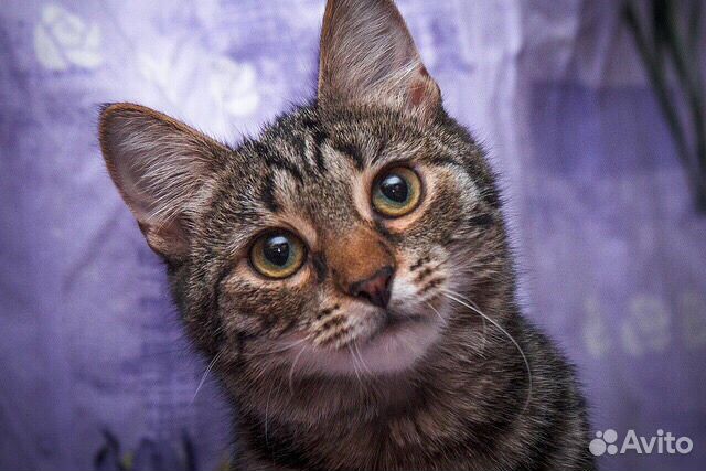 Кошка в добрые руки