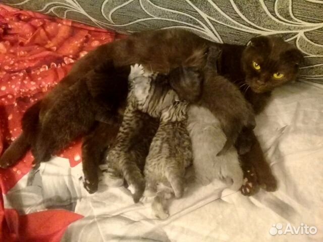 Шотландские малыши