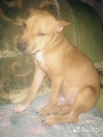 Стаффоширский терьер