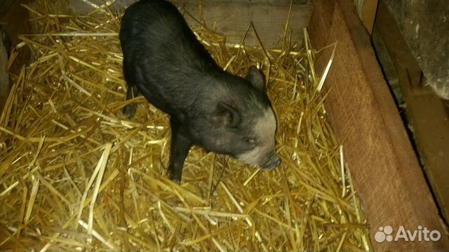 Вьетнамские поросята мальчик и девочка по 1.5 меся