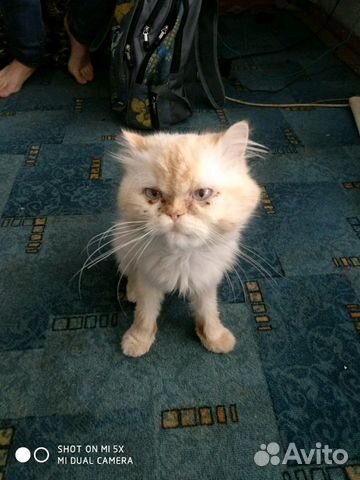 Отдам кота перса