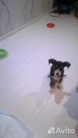 Продам в добрые руки