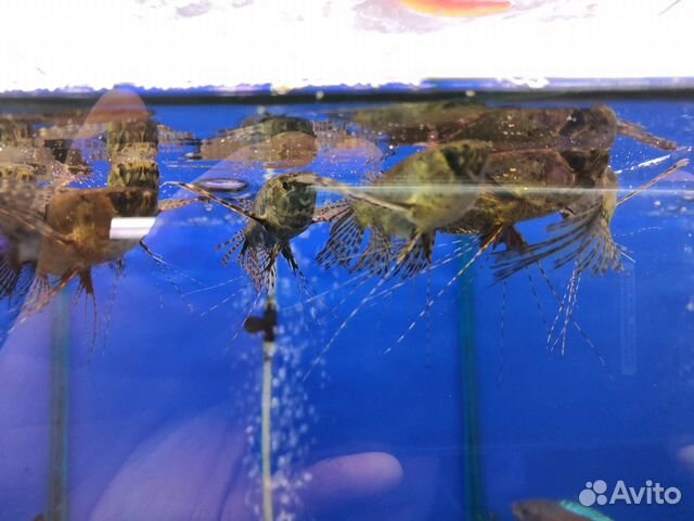 Пантодон рыба-бабочка