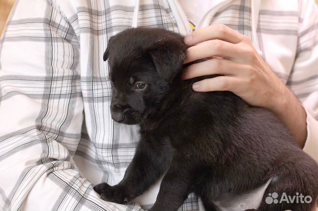 Черный Щенок