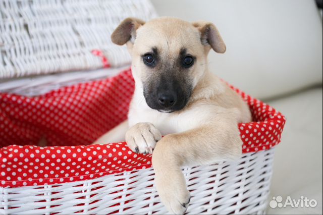 Щенок Эмми в добрые руки