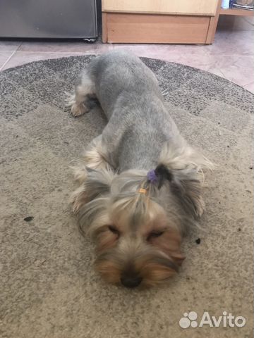 Йоркширский терьер (смесь)