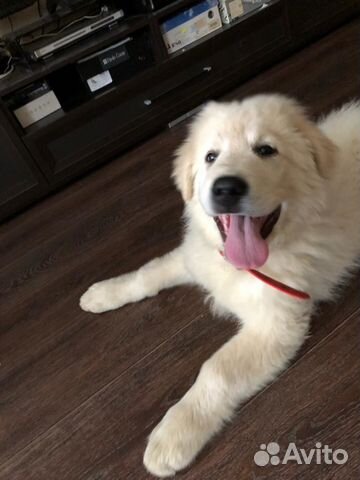 Мареммо-абруцкая овчарка