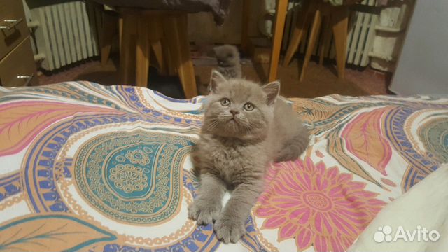 Продам британских котят