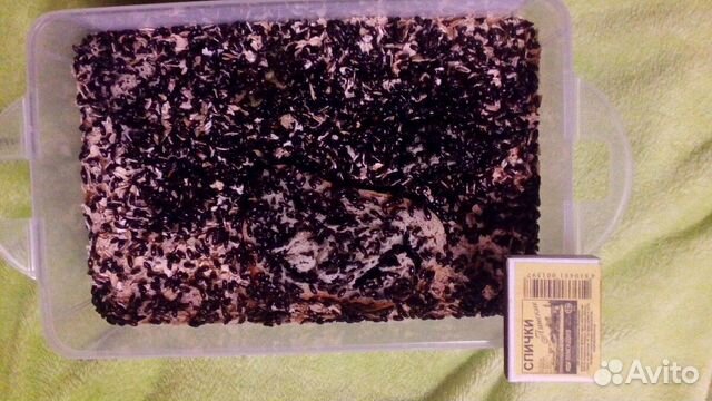 Жук знахарь чернотелка бесплатно