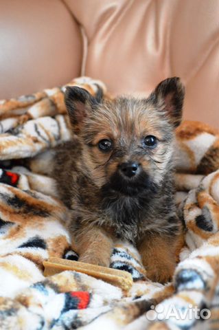 Сладкая шенуля Кнопочка ищет дом