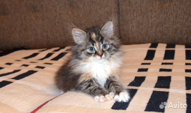 Котёнок Варвара