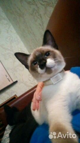 Котик Гришка