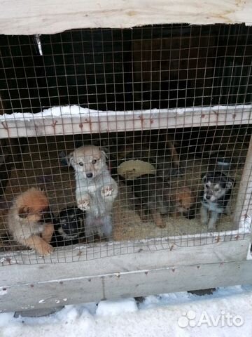 Щенки от авчарки немецкой