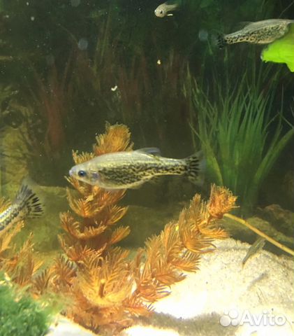 Амека Глянцевая стая