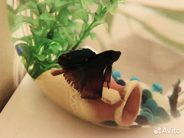 Рыбка «Петушок» В дар