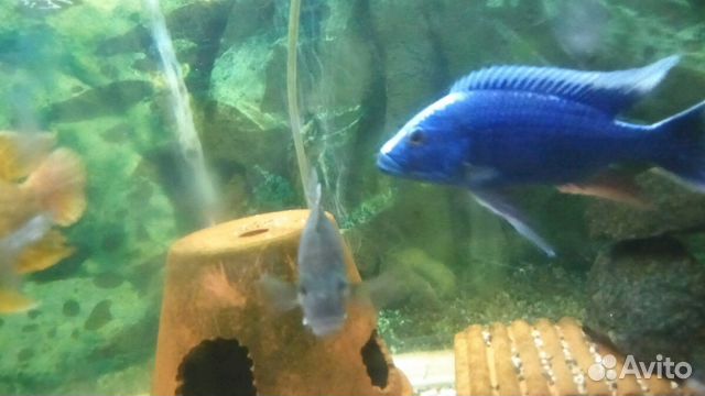 Хаплохромис Васильковый. Василек