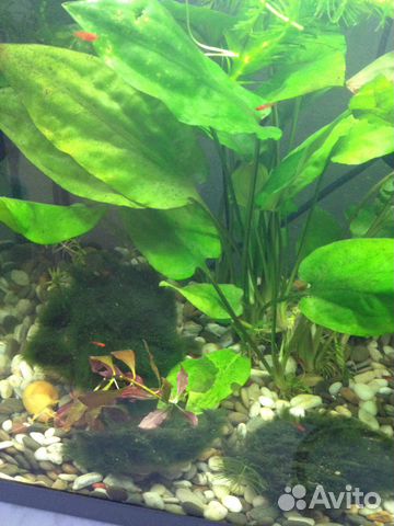 Продаю крипотокорину и апоногетон