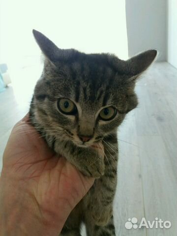 Котята шотландской прямоухой помесь
