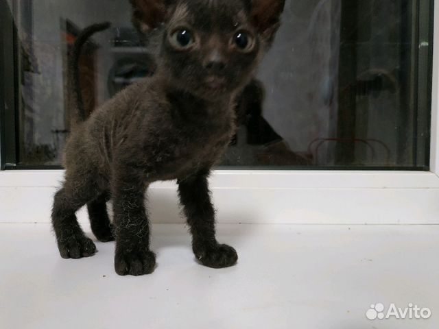 Велюровый Сфинкс Дончак