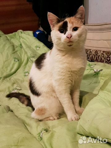 Котенок трехцветка Ксюшка 8мес