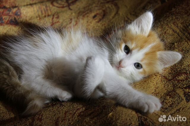 Котёнок в добрые руки