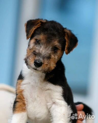 Фокстерьер жесткошерстный, щенок