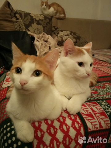 Привет, я твой котенок
