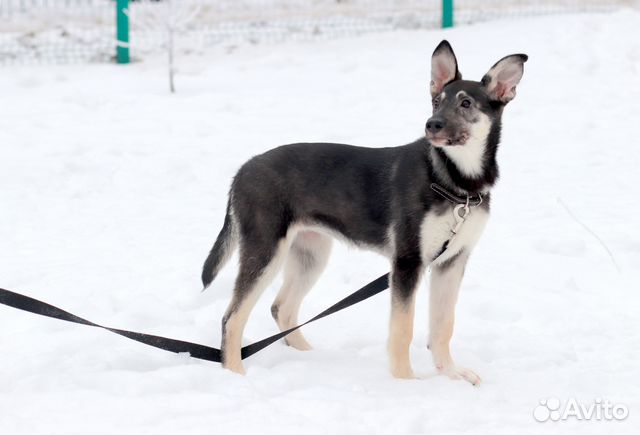 Кириешка в самую лучшую семью