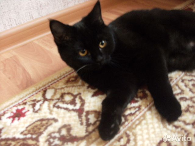 Отдам в добрые руки