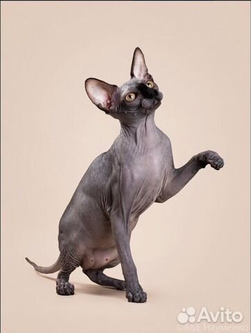 Канадский сфинкс черный котик