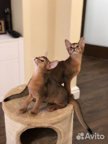 Абиссинские котята (кошечка)