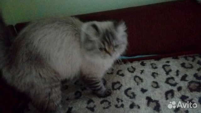 Британская кошечка ищет котика вязка бесплатно с у