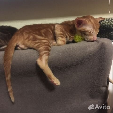 Счастливый ориентальный рыжий мраморный кот 2,5 ме