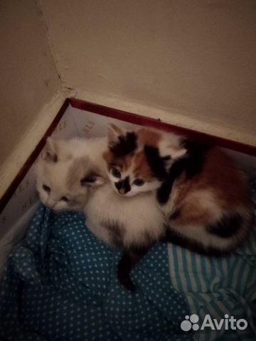 Котята.девочки