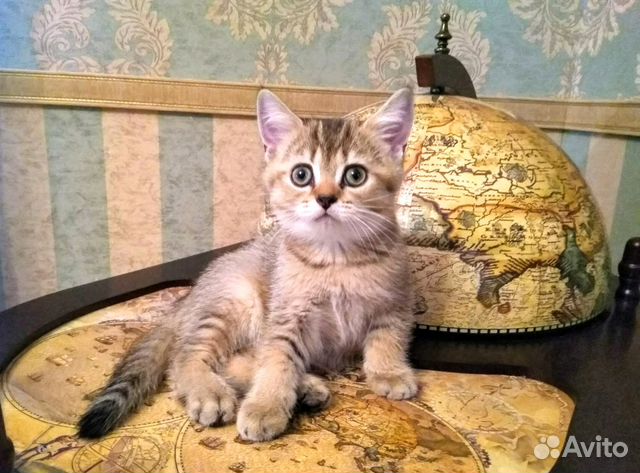 Маленький шалун