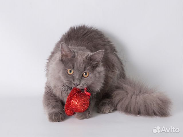 Голубой сибирский котенок Бутман, ласковый малыш