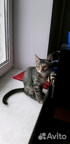 Ориентальная