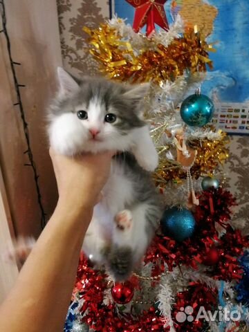 Новогоднее чудо, сибирская девочка