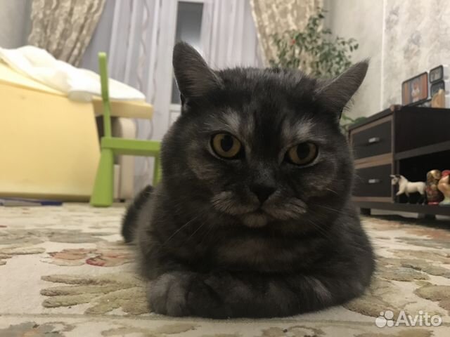 Отдадим стерилизованную кошечку 2 года